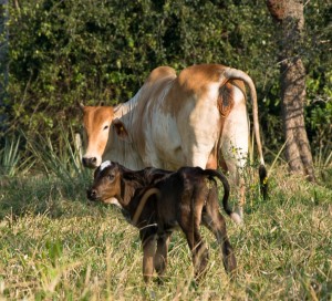 Nascem bezerros Girolando na Fazenda | Fazenda Cabeceira do Prata