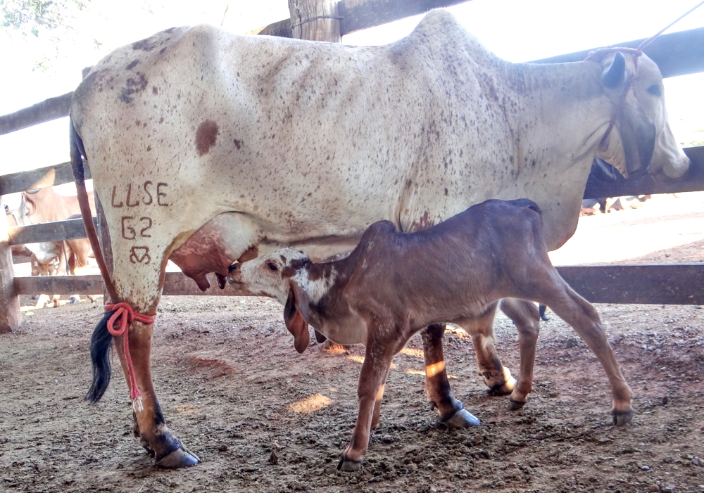 Nasce Gênio (LLSE 172), bezerro Gir Leiteiro | Fazenda Cabeceira do Prata
