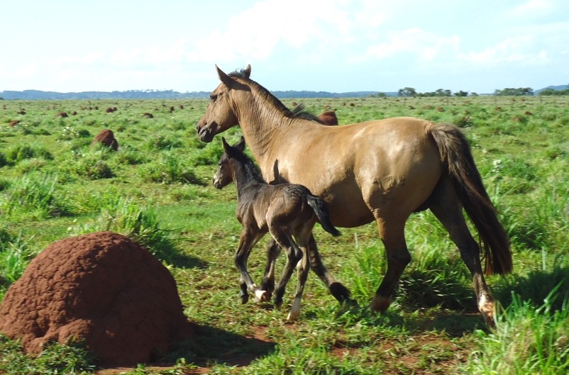 Nasce Boneca EFC; potra da raça Crioula | Fazenda Cabeceira do Prata