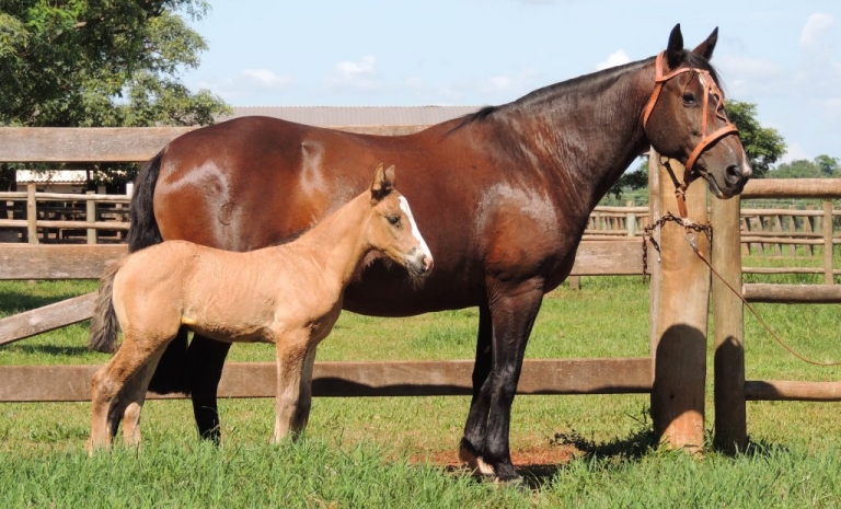 Nasce nova potra da raça Crioula | Fazenda Cabeceira do Prata