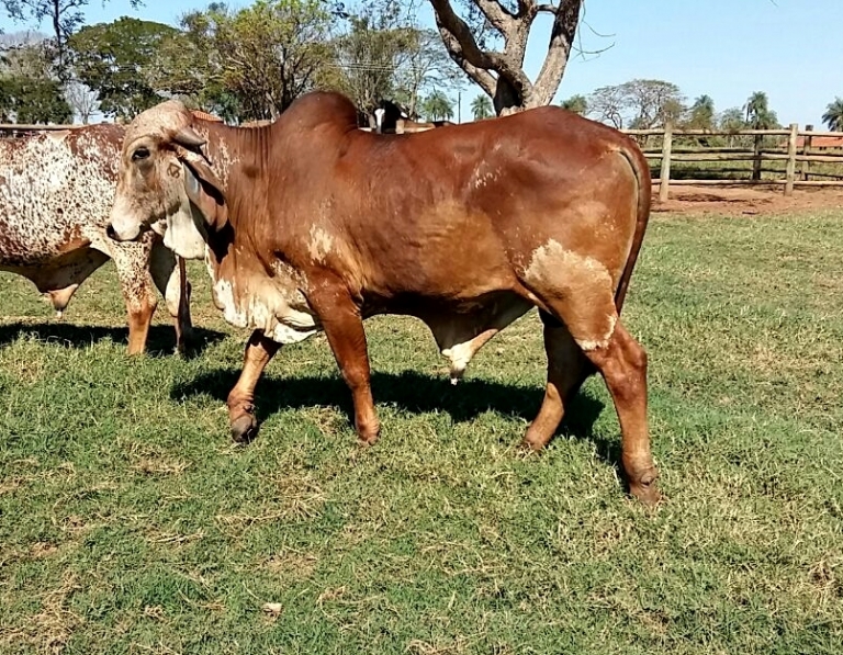 Fazenda embarca touro Gir para fazenda em SP | Fazenda Cabeceira do Prata